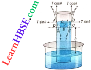 HBSE Class 11 Physics Capillary Action – Meaning, Definition, Examples ...